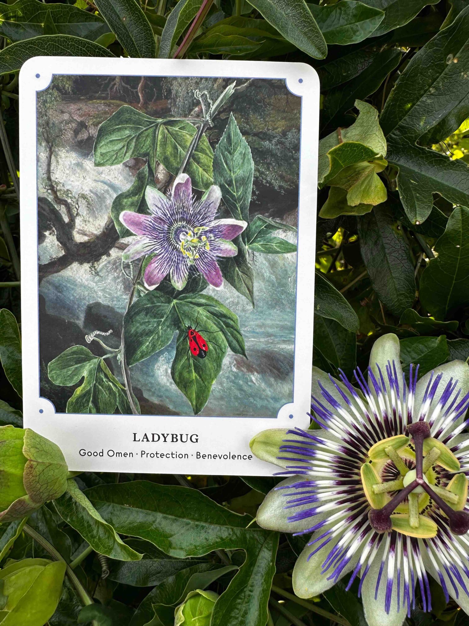 The Flower Oracle – House of Formlab