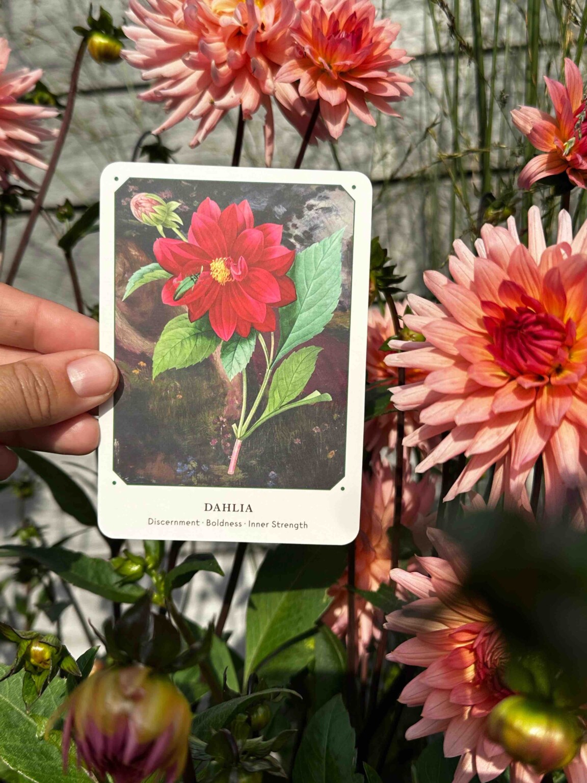 The Flower Oracle – House of Formlab